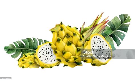 옐로우 드래곤 과일 반과 열대 야자수 잎이 있는 조각은 흰색으로 분리된 수채화 그림입니다 Pitaya 선인장 식물 수평 배너