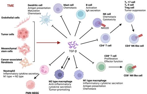 多效细胞因子tgfb