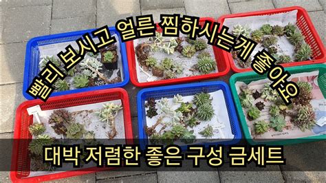 12월 16일 대박구성 금세트 얼른 보시고 찜해보세요 다육이 다육 다육이금 다육식물 다육이키우기 금다육이 금다육 Youtube