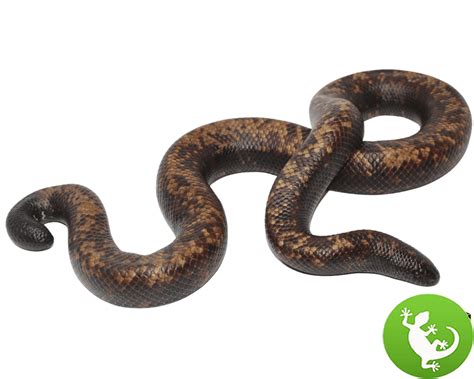 Affordable Calabar Python Ultimate Reptile