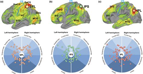 Resting‐state Fmri Functional Connectivity Of Three Left Lppc Download Scientific Diagram