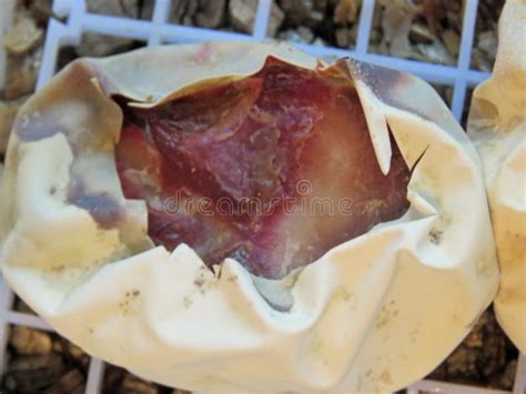 Royal Ball Python Eggs Stock Image Image Of Species 87290037