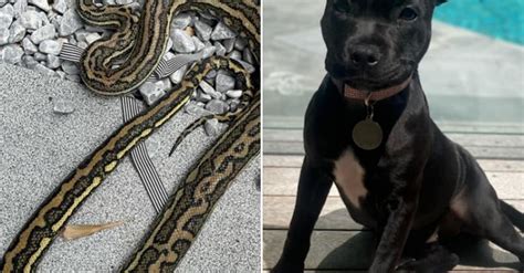 En Australie Un Touriste A Dû Venir En Aide Au Chien De La Voisine Qui Sest Fait Attaquer Par