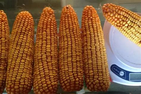 C6397玉米种子简介，普通玉米品种 农宝通