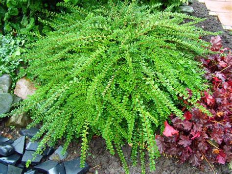 Жимолость шапочная Lonicera Pileata