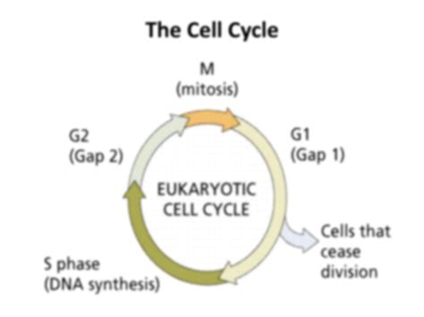 SOLUTION Cell Cycle Binary Fission And Mitosis Studypool