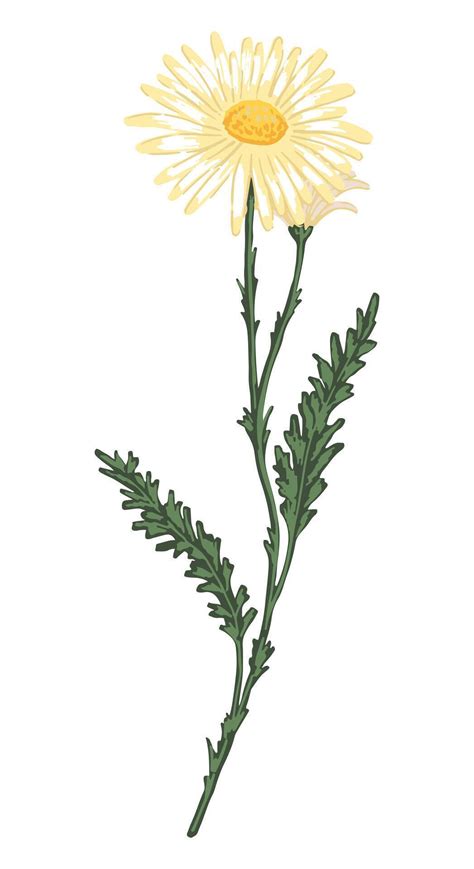 Chamomile Plant Daisy Flower Colored Fieldplant Drawing Hand Drawn