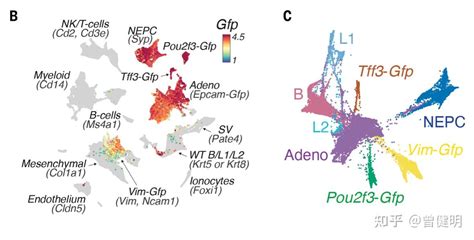 单细胞水平的拟时序分析看肿瘤进化关系 知乎