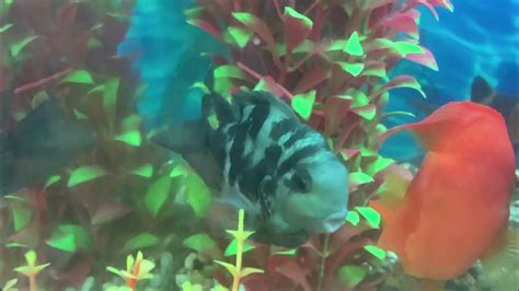 тигр попугай - YouTube