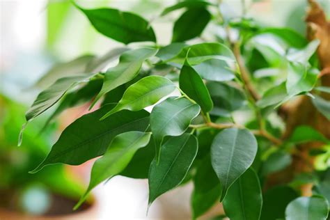 Caring For A Ficus Benjamina Houseplant These Plants Are Tolerant Of