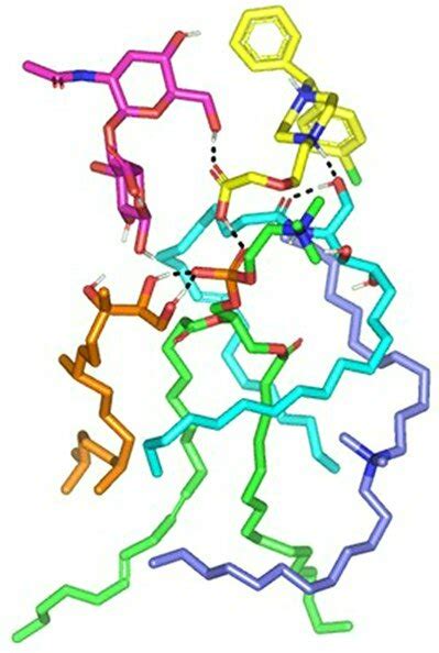 Predicted Docking Pose Of LvC PC Binding Complex Stick Download Scientific Diagram