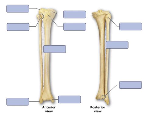 Tibiafibula Labeling Markings Quiz