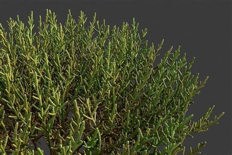 Xfrogplants Arthrocnemum Macrostachyum 3d Model