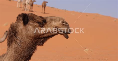 A Side Close Up Of A Camel In The Desert Breeding Camels And Camels In The Desert Regions Of