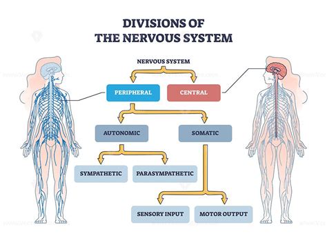 Divisions Of Peripheral And Central Nervous System Anatomy Outline