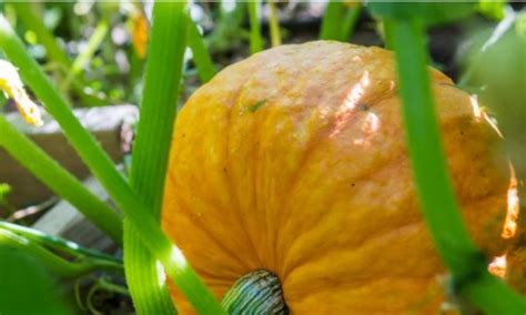 Vlerat E Miellit Të Kungullit Alsat