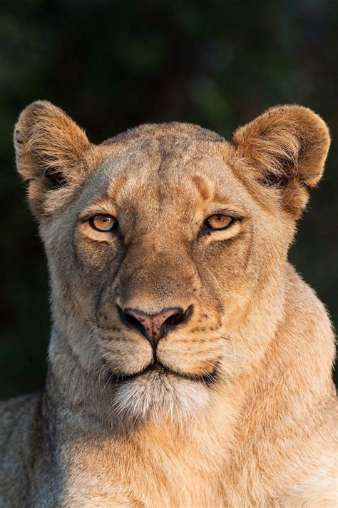Magical Nature Tour The Lioness Leão Fêmea Leao De Judah Gatos