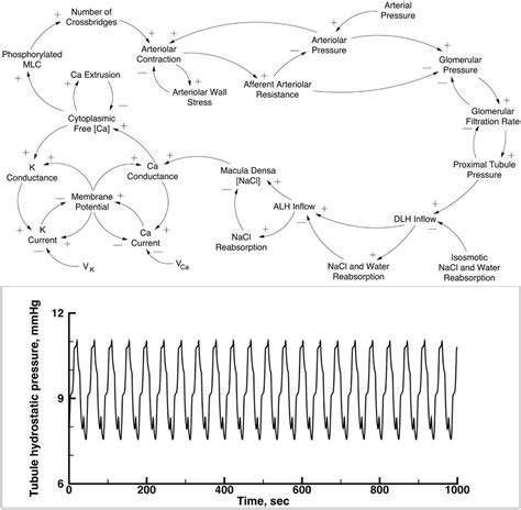 Frontiers Interacting Information Streams On The Nephron Arterial Network