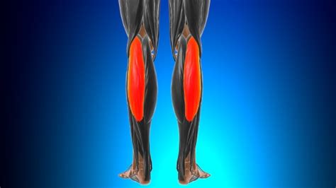 의료 개념 3d에 대한 위장 근육 해부학의 측면 머리 0명에 대한 스톡 사진 및 기타 이미지 0명 3차원 형태 근육 Istock