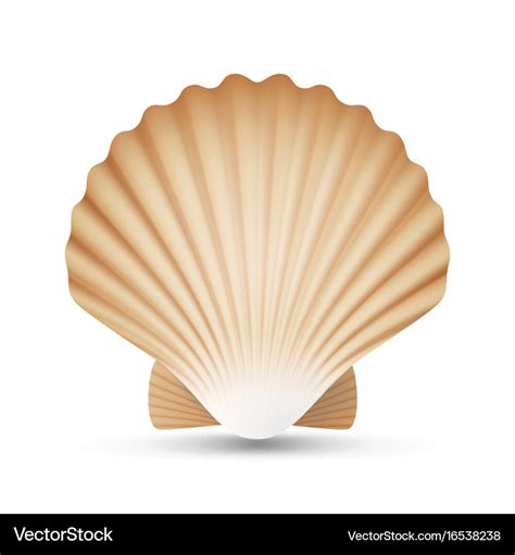 Scallop Seashell Realistic Sea Shell Close Vector Image