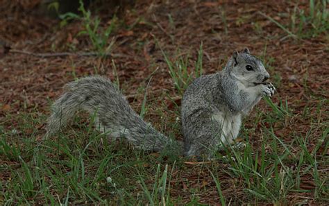 2200 Sciurus Niger Fotos Fotos De Stock Imagens E Fotos Royalty Free