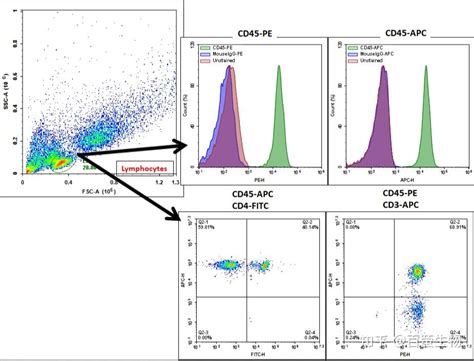 通过流式细胞术进行pbmc免疫表型分析 知乎