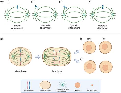 Chromosomal Instability And Its Effect On Cell Lines He 2023