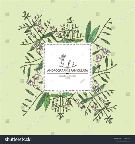 Background Andrographis Paniculata Andrographis Paniculata Plant Stock