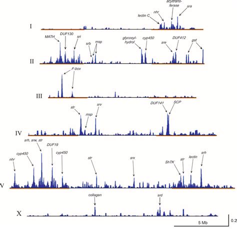 Figure 1 From Analysis Of Homologous Gene Clusters In Caenorhabditis