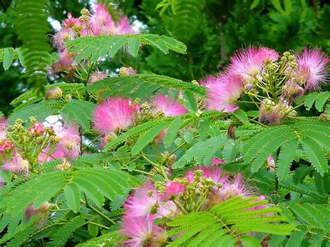 Manfaat Bunga Putri Malu ~ Berbagi