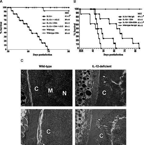 Differential Dependence Of Cd4 And Cd8 T Cells On Il 12 For Control Of