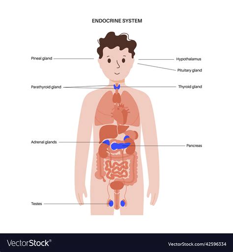 Human Endocrine System Royalty Free Vector Image