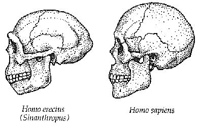 Homo Erectus Skull Vs Homo Sapien Skull