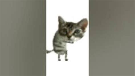 Pipipipi Cat Meme Sound Mp3 Download