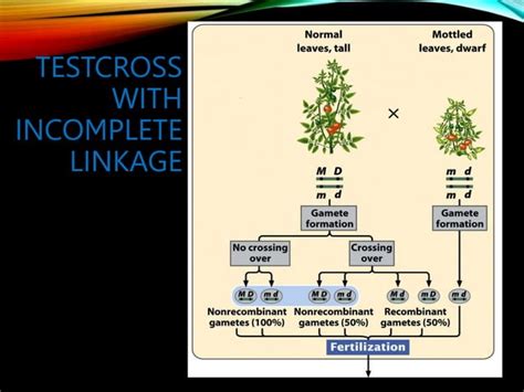 linkage and recombination ppt genetics science