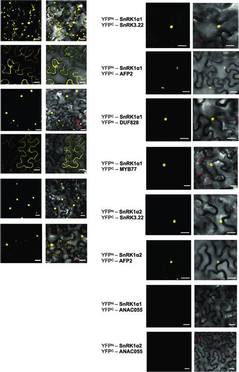 In Planta Confirmation Of Snrk1 Snip Interactions A Localization Of