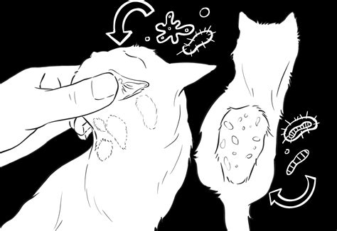 How To Prevent Ringworm In Cats Pawsletter Details