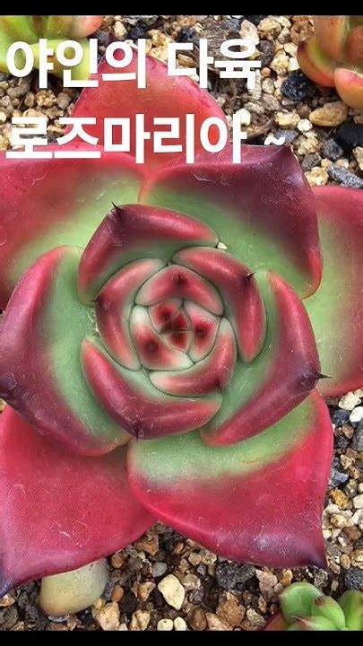 이계절 색감 엄지척 👍 ~ 이찬원 파종이 실생 다육 다유기 다육이 다육식물 반려식물 다육판매 다육이판매 다육이키우기 다육인스타그램 매혹이 청주