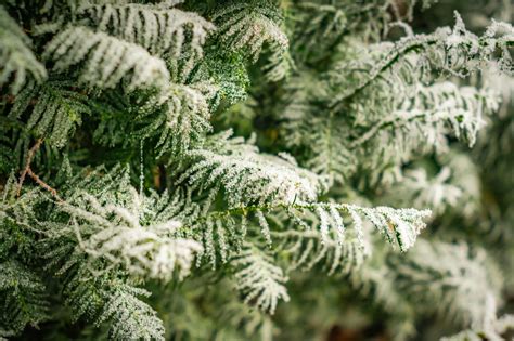 겨울의 서리 덮인 상록수 가지 · 무료 스톡 사진