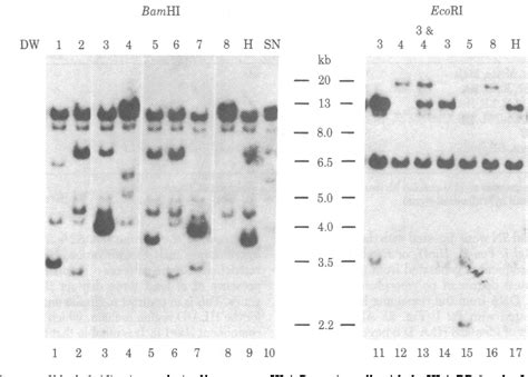 figure 1 from detection of hla d dr related dna polymorphism in hla d