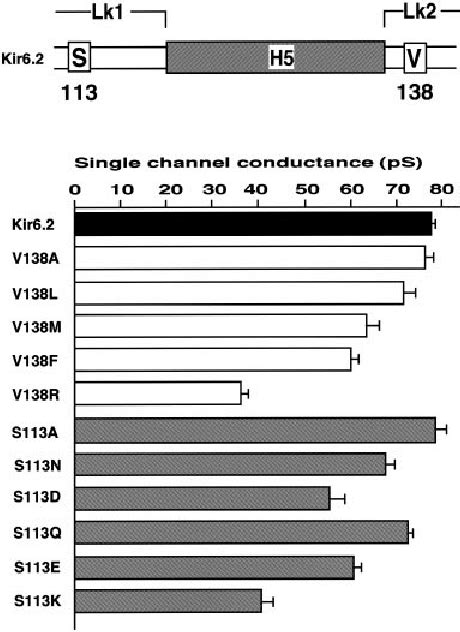 Model Of The 3d Structure Of Kir6 2 A Backbone Structure Of The Download Scientific