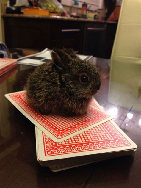 Super Cute Tiny Bunnies That Will Melt Your Heart Hop To Pop