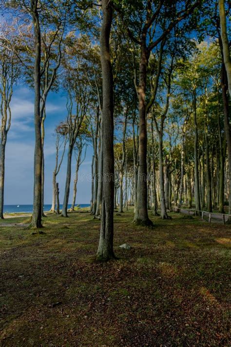 Bos Door De Oostzee Foto Van De Scandinavische Natuur Stock Afbeelding Image Of Buiten