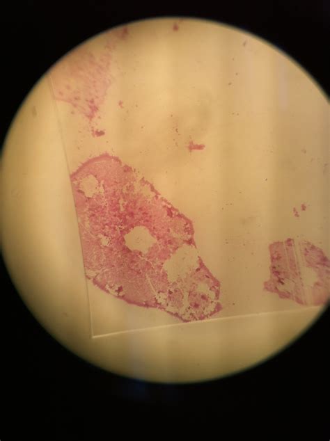 IBG Lab Report Lab Principles And Use Of Microscope