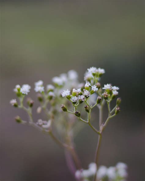 가지 계절 고요한 고요함 과 꽃 꽃무늬 꽃이 피는 꽃잎 녹지 데이지 가족 들판 미니멀리스트 배경을 흐리게 보케 봄 부드러운 부드러운 색