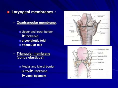 Ppt Diseases Of Larynx Powerpoint Presentation Free Download Id