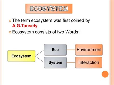Ecosystemstructure And Function
