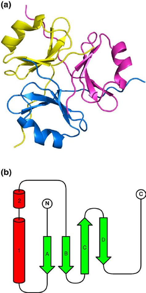 A The Trimeric Biological Unit With Secondary Structure Elements And