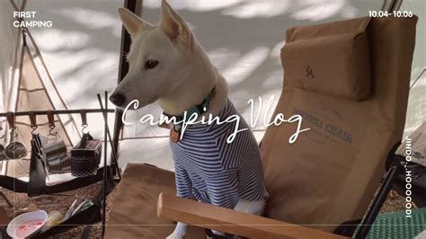 진돗개와 캠핑하기 애견동반캠핑 Vlog 단독울타리 캠핑 중대형견캠핑 비비코로마 카즈미 Youtube