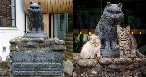 기네스 레코드에 올라버린 위스키 고양이의 진기록